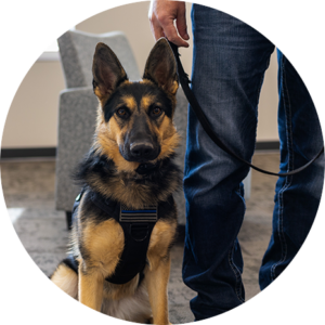 The Spot Dog Training Facility | Pet Boarding, Playcare, Grooming