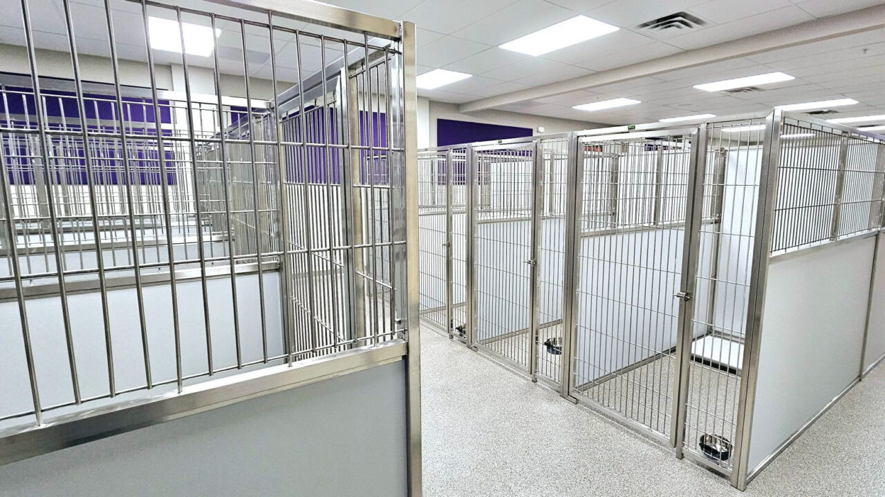 Pet Boarding | The Spot | Dog and Cat Boarding